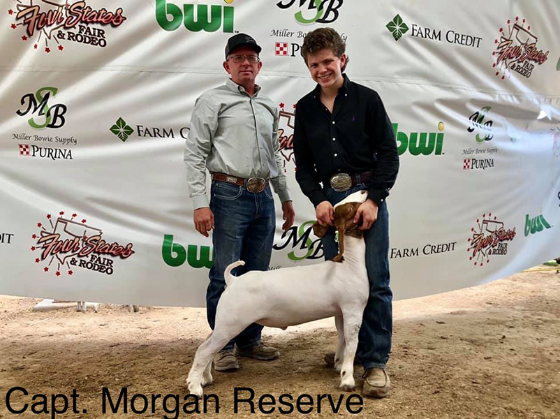 Captain Morgan Reserve | Morgan Livestock