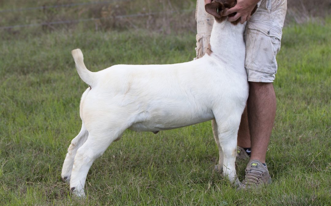 Sires | Morgan Livestock