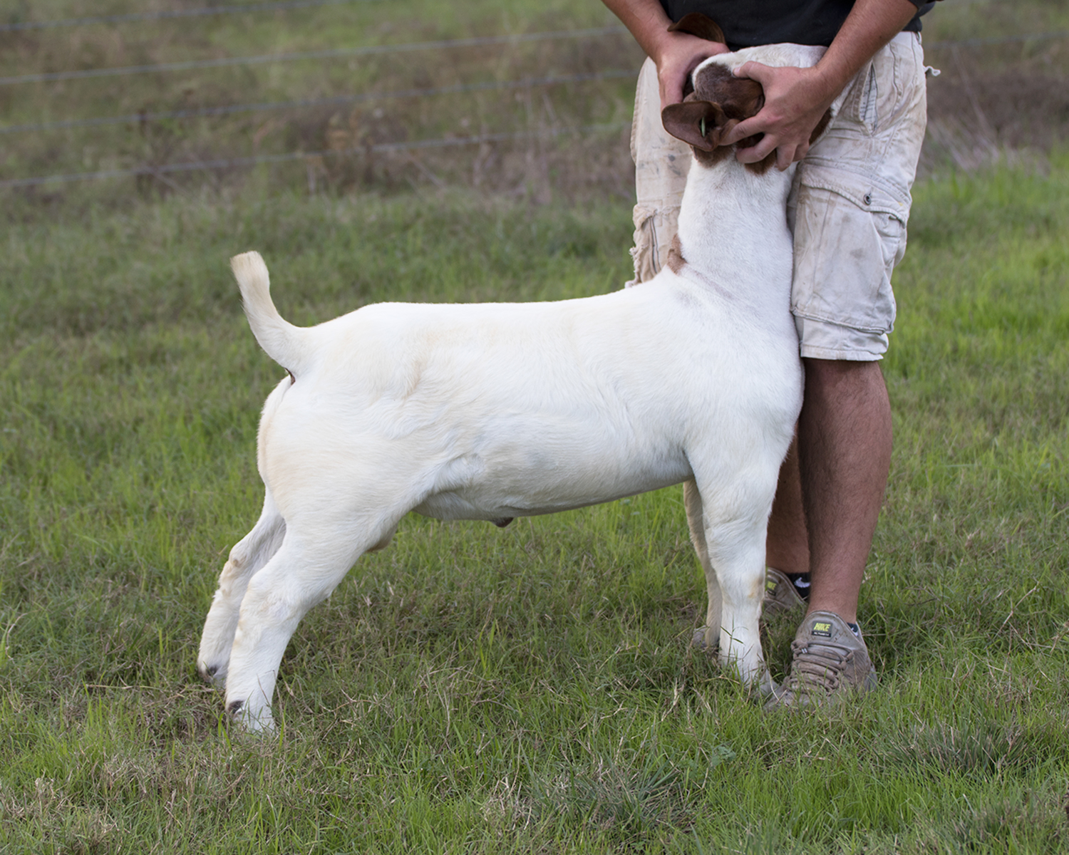 Captain Morgan | Morgan Livestock