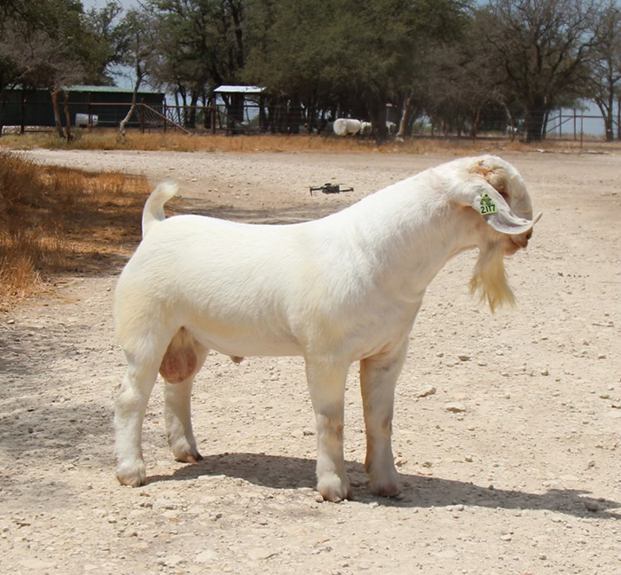 Crowd Strike | Morgan Livestock