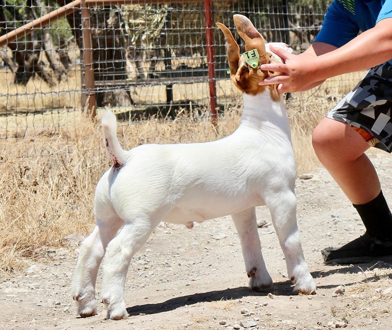 Sires | Morgan Livestock