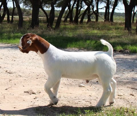 Sires | Morgan Livestock