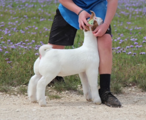 Sires | Morgan Livestock