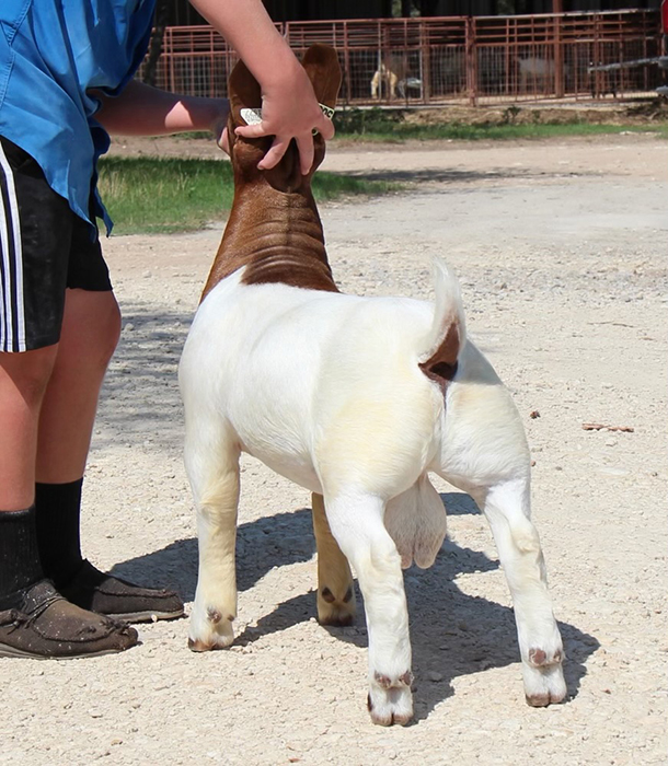 For Sale | Morgan Livestock