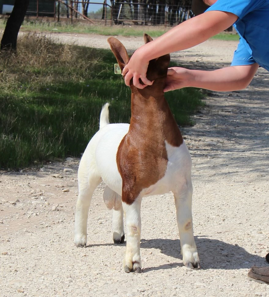 For Sale | Morgan Livestock