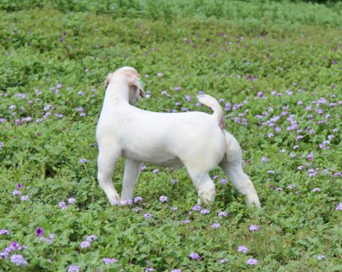 Sires | Morgan Livestock