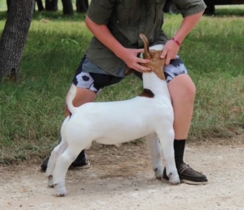 Sires | Morgan Livestock