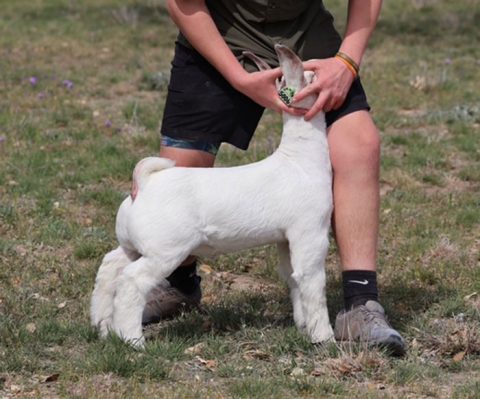 Sires | Morgan Livestock